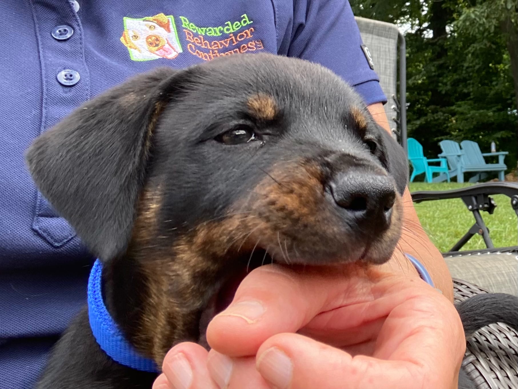 Puppy Biting and How the Right Puppy Toys Can Help - The Puppy ...